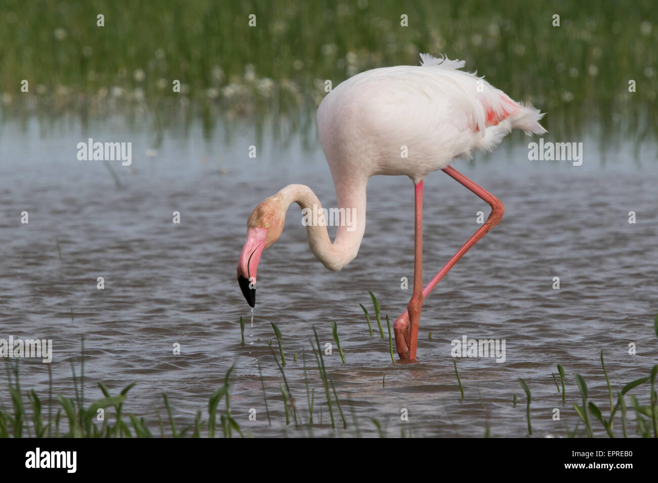 Greater Flamingo (Phoenicopterus ruber Stock Photo - Alamy