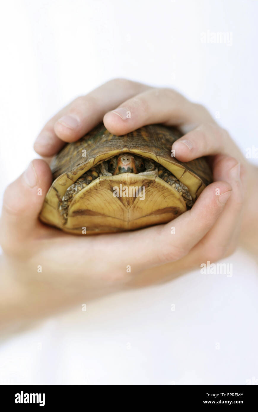 A boy holds his turtle Stock Photo - Alamy