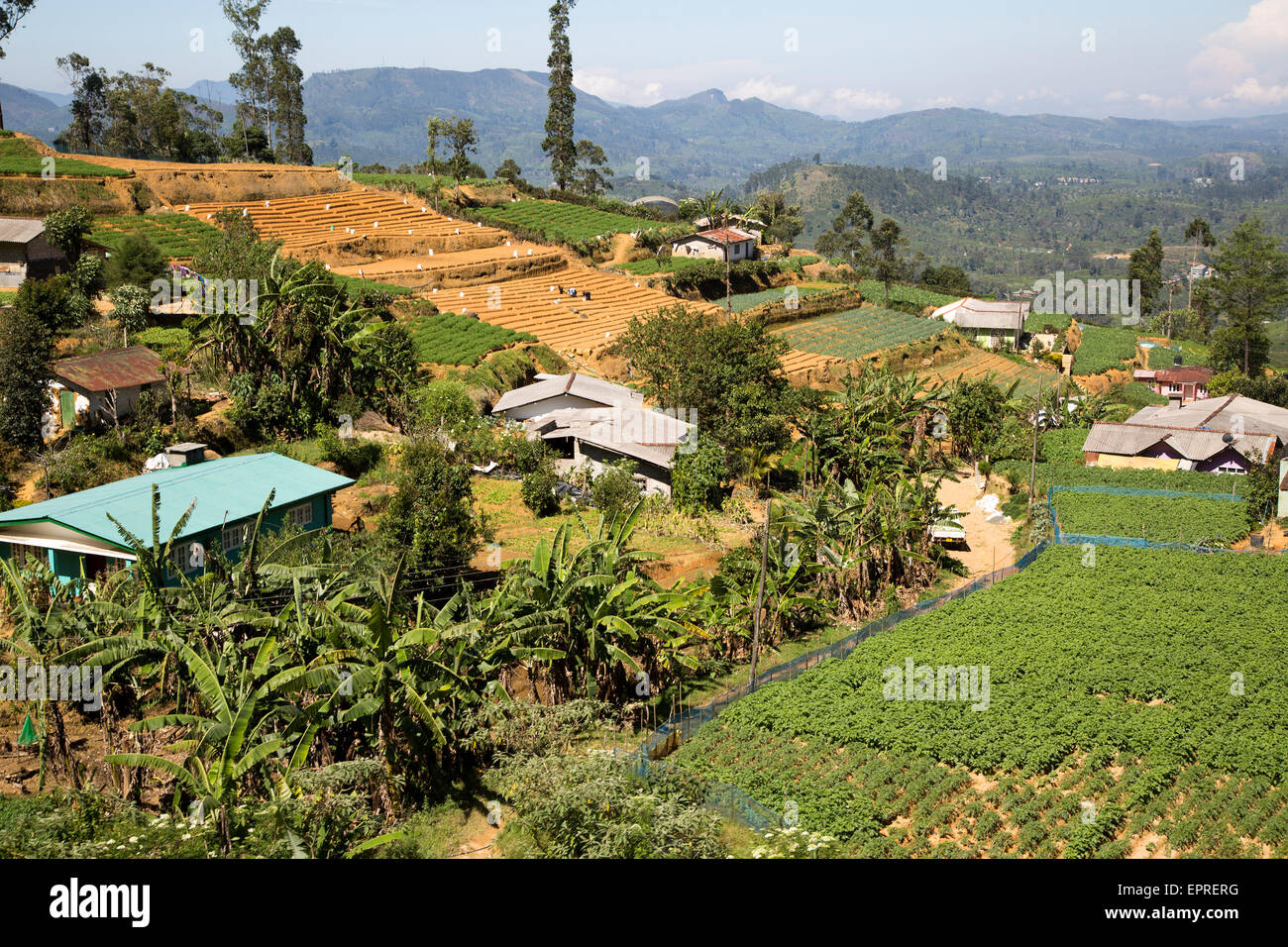 Indian farm crops hi-res stock photography and images - Alamy