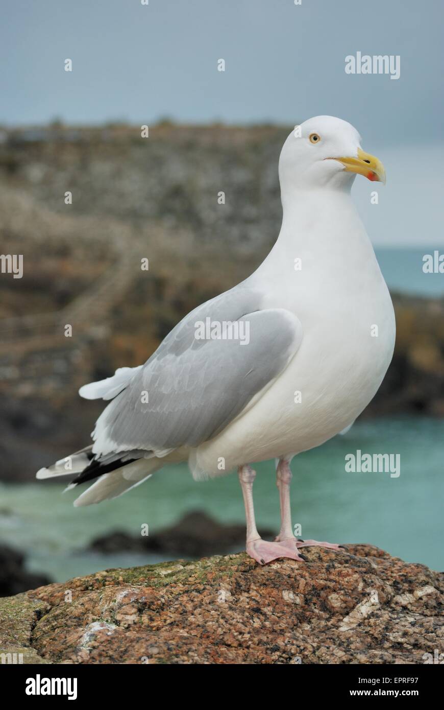 Seagull, Cornwall, UK Stock Photo - Alamy