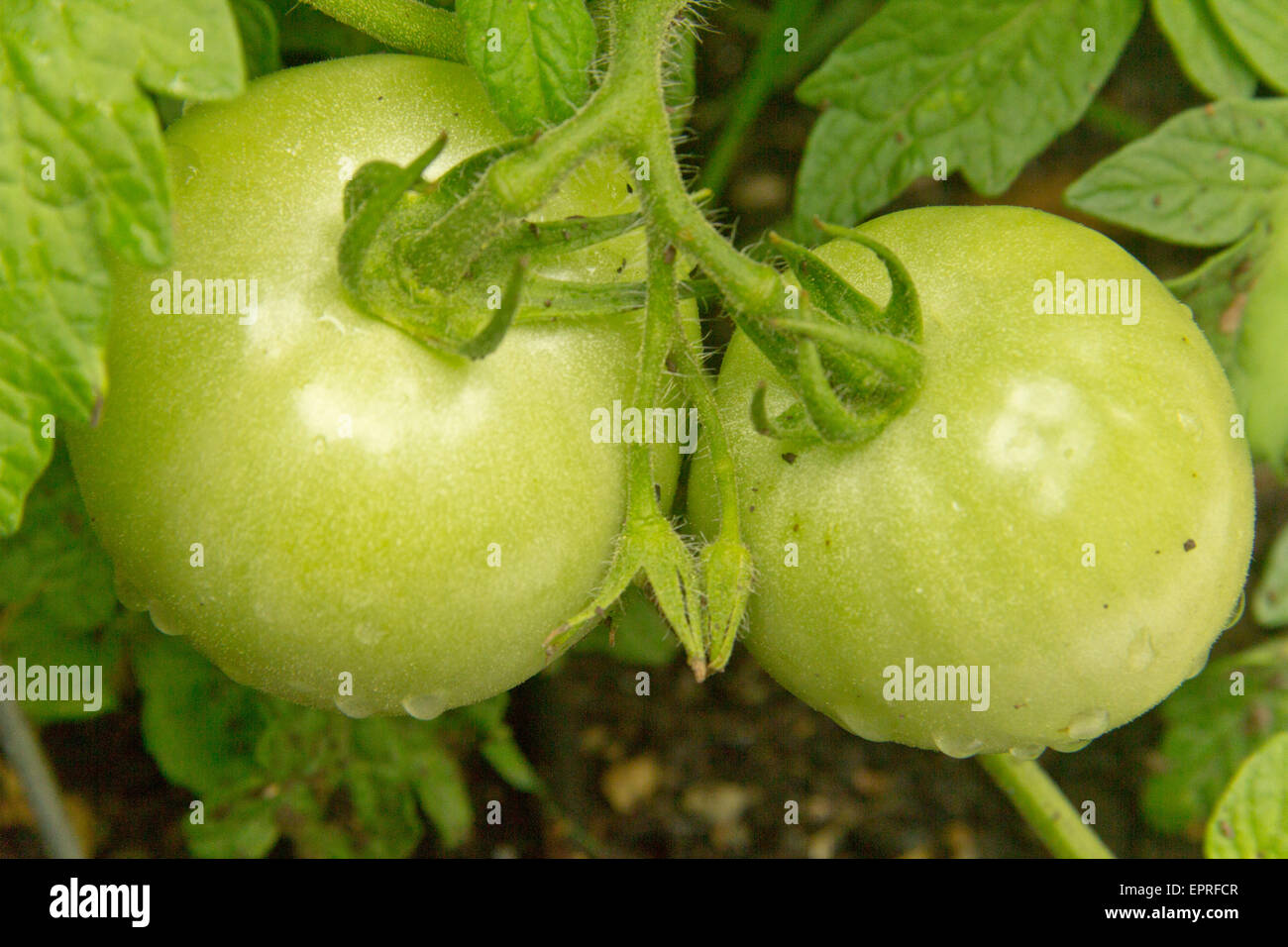 Two juicy unripened tomatoes growing in the garden Stock Photo - Alamy