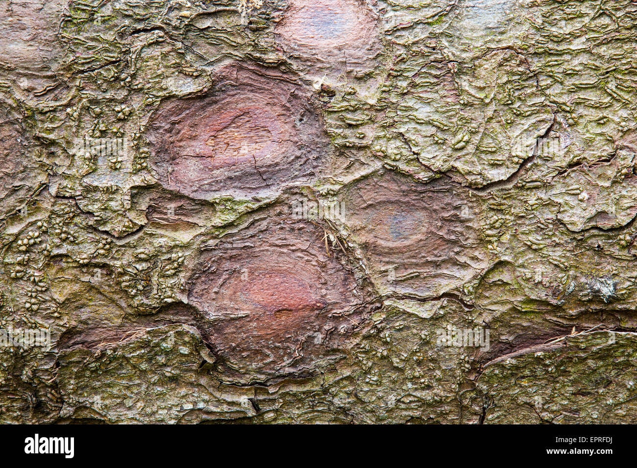 Patterns of tree bark Stock Photo - Alamy
