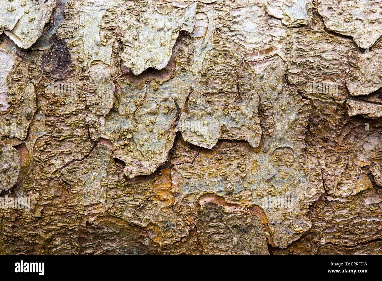 Patterns of tree bark Stock Photo - Alamy
