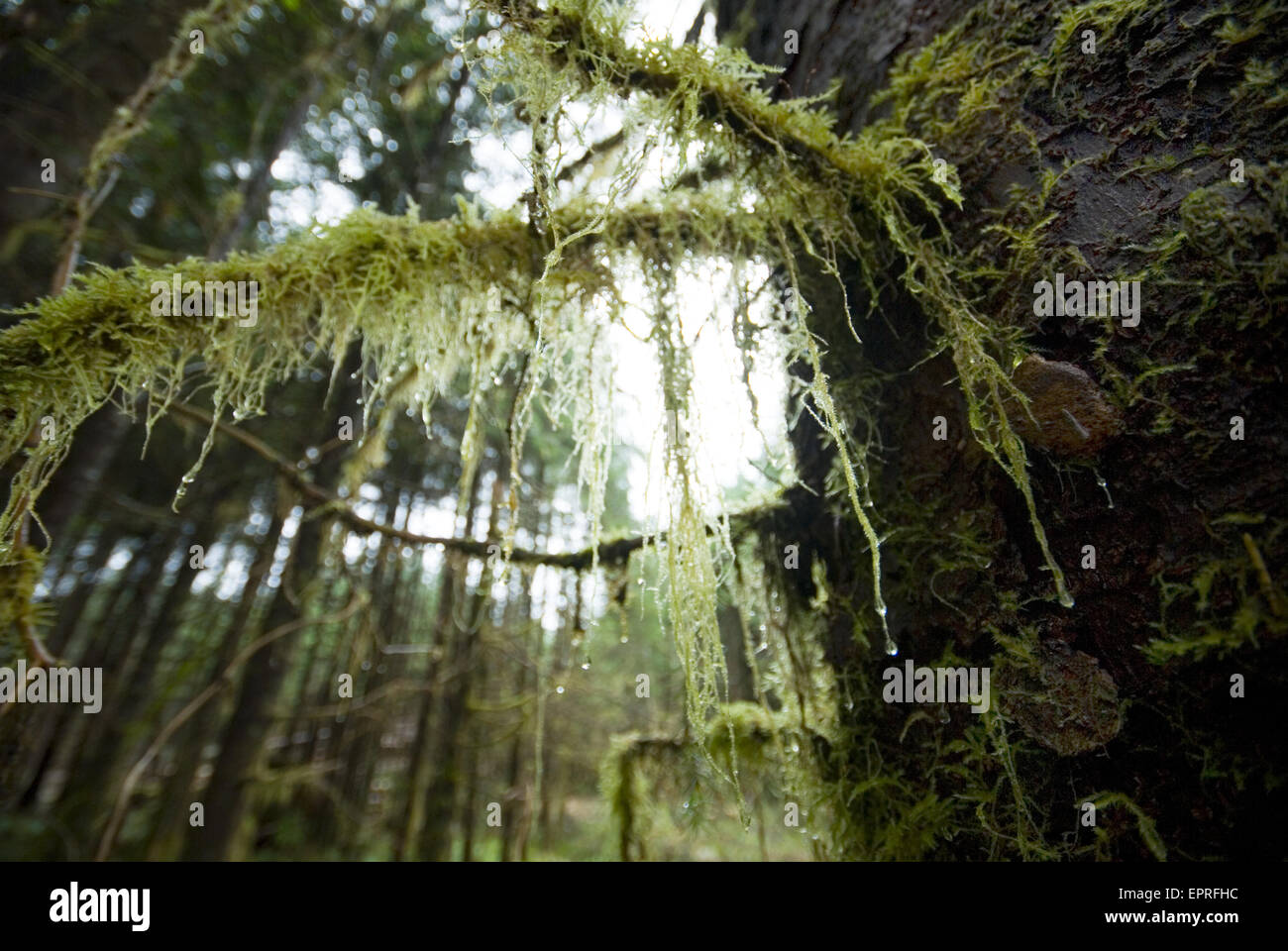 Dripping plant in rainforest hi-res stock photography and images - Alamy
