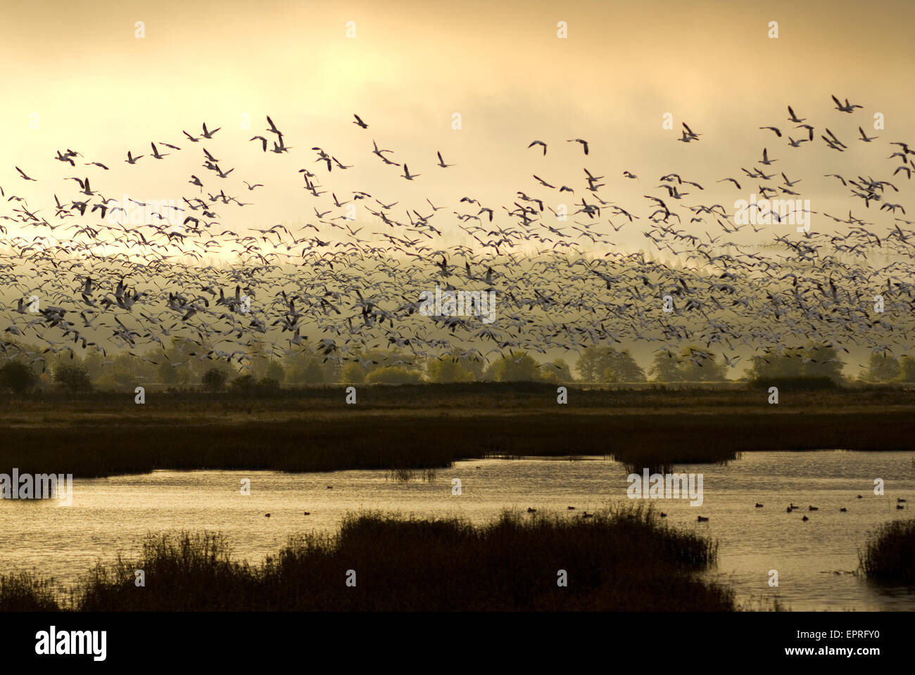 Port susan washington hi-res stock photography and images - Alamy