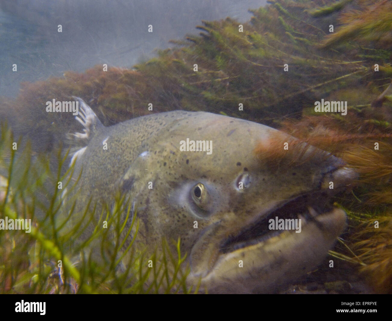 Chinook salmon swimming hi-res stock photography and images - Alamy