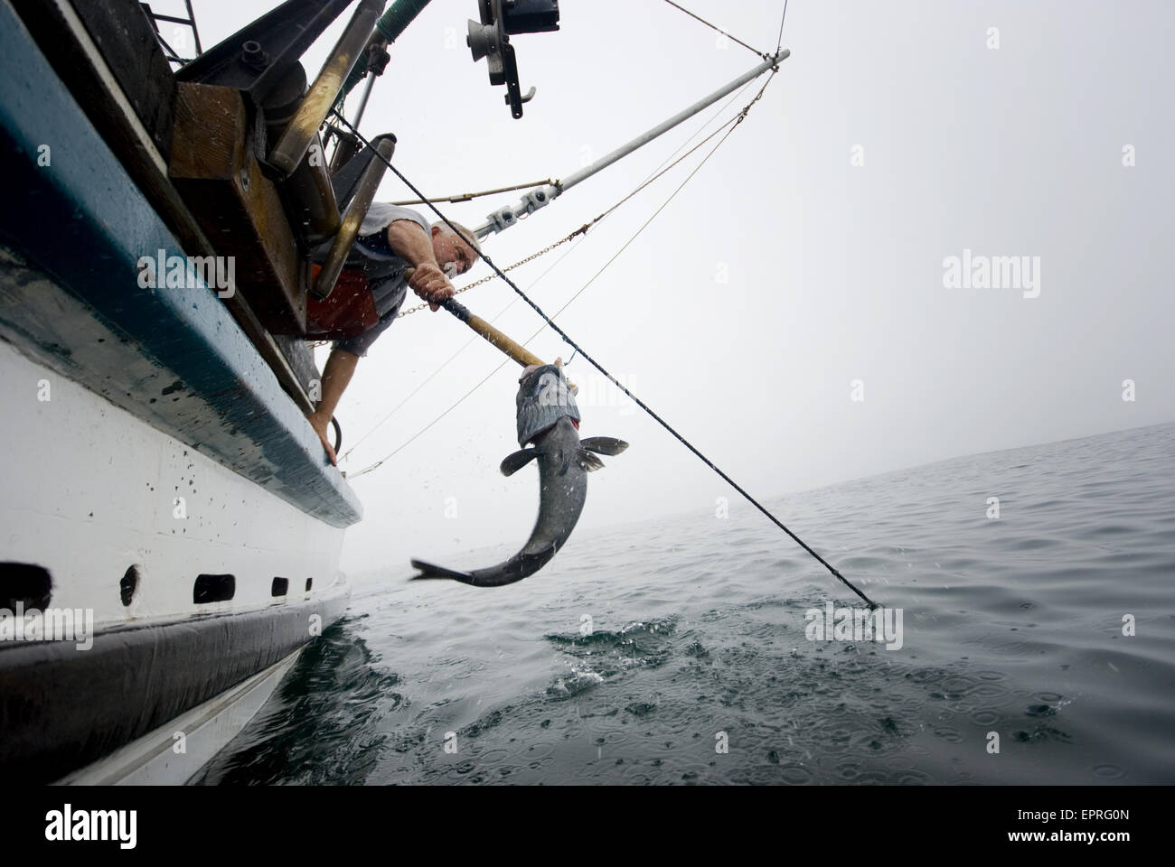 Sustainable fishing for Sable Fish or Stock Photo - Alamy