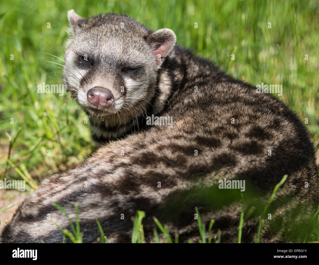 Civet Cat High Resolution Stock Photography and Images - Alamy