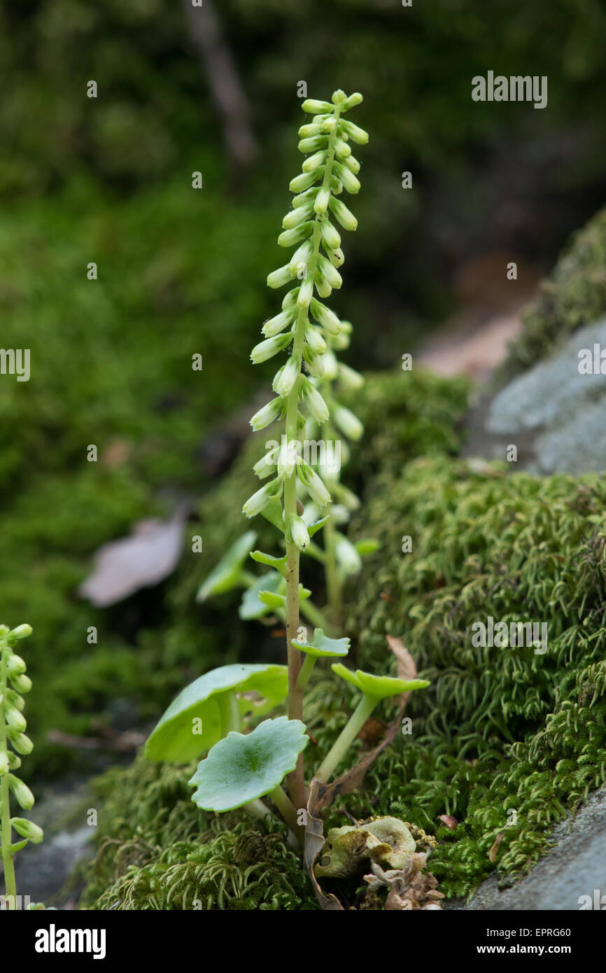 Umbilicus hi-res stock photography and images - Alamy