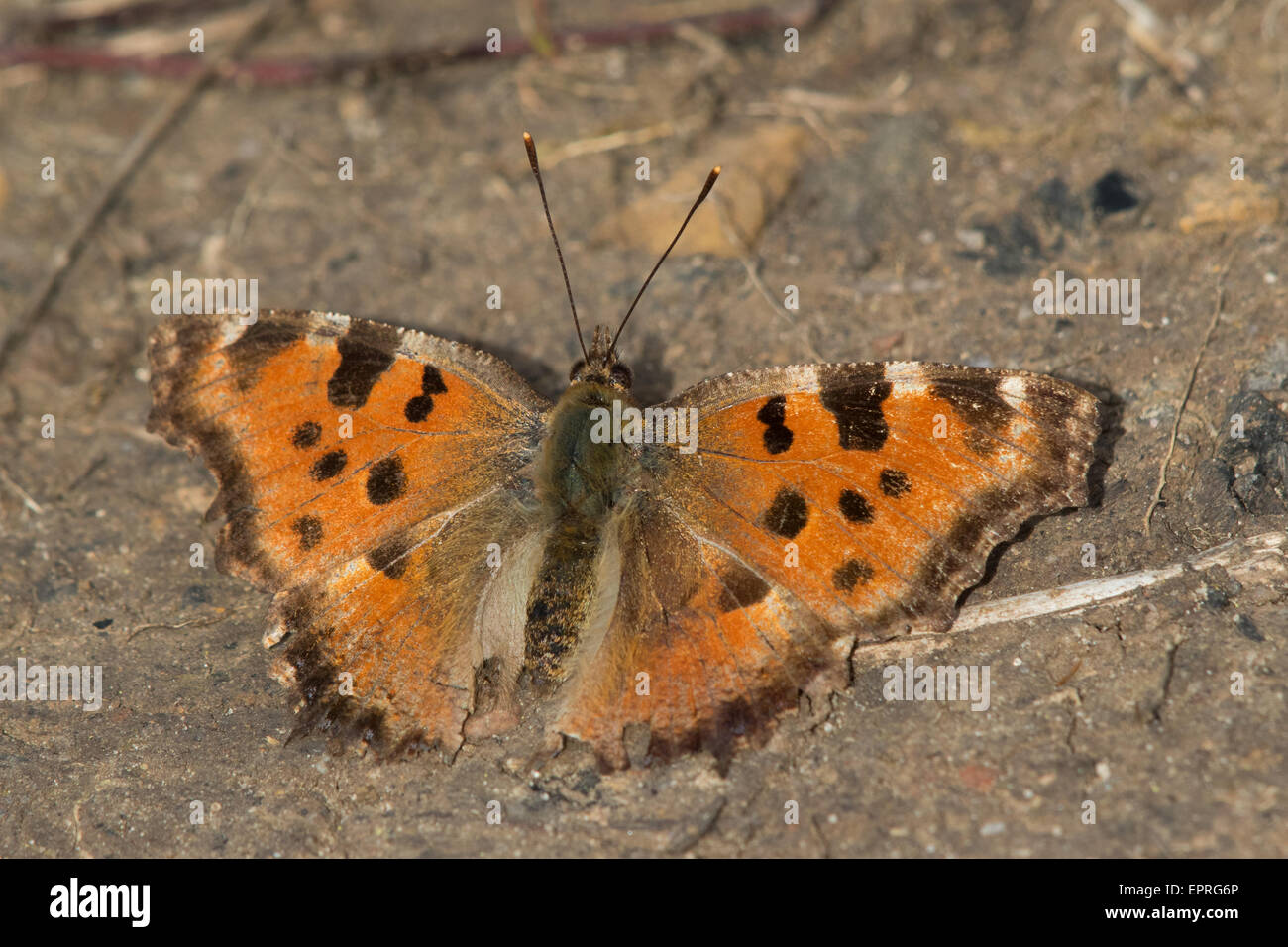 Large tortoiseshell butterfly hi-res stock photography and images - Alamy