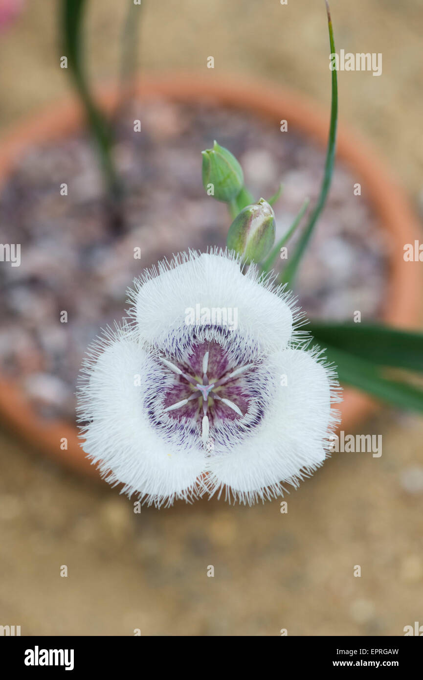 Calochortus tolmiei. Tolmie star tulip in the Alpine house at RHS ...