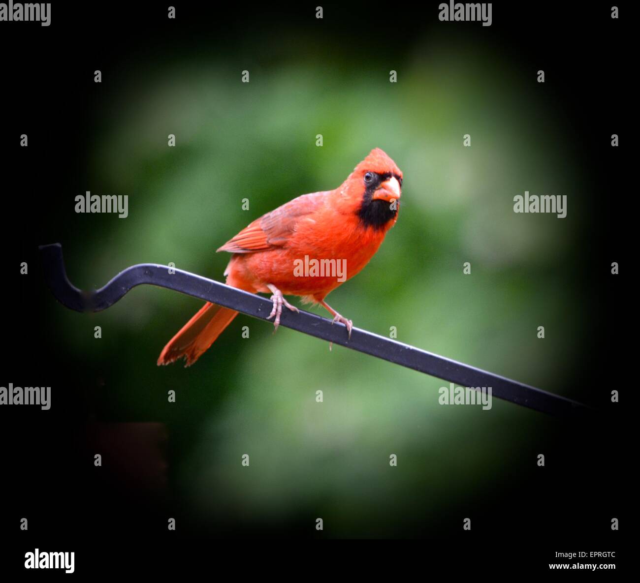 male northern cardinal Stock Photo - Alamy