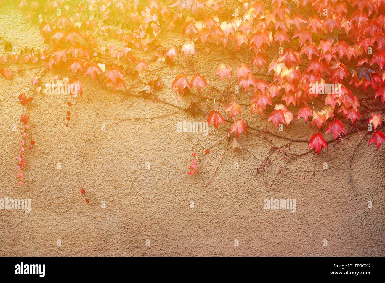 Colour change ivy hi-res stock photography and images - Alamy