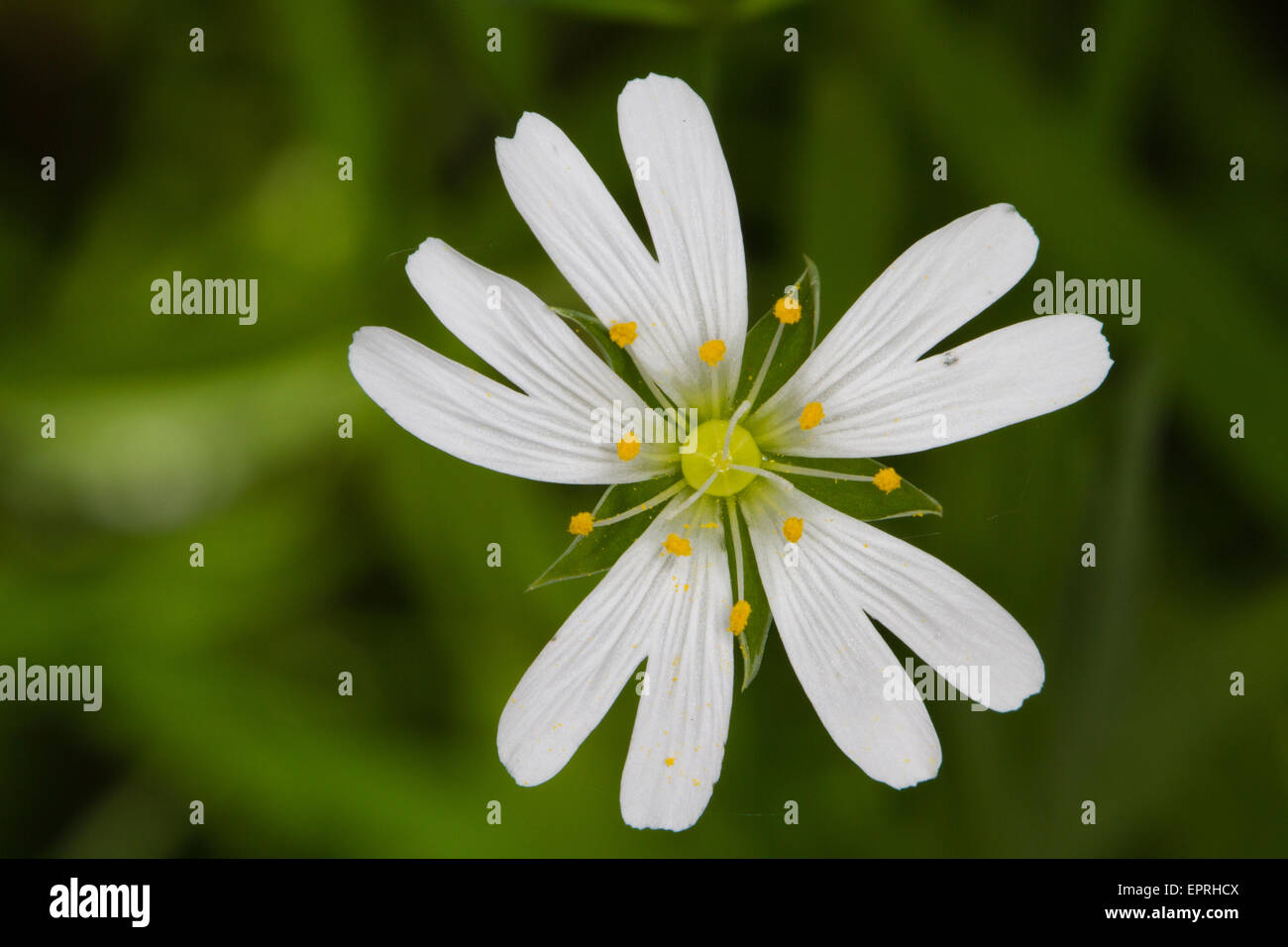 Stellaria neglecta hi-res stock photography and images - Alamy