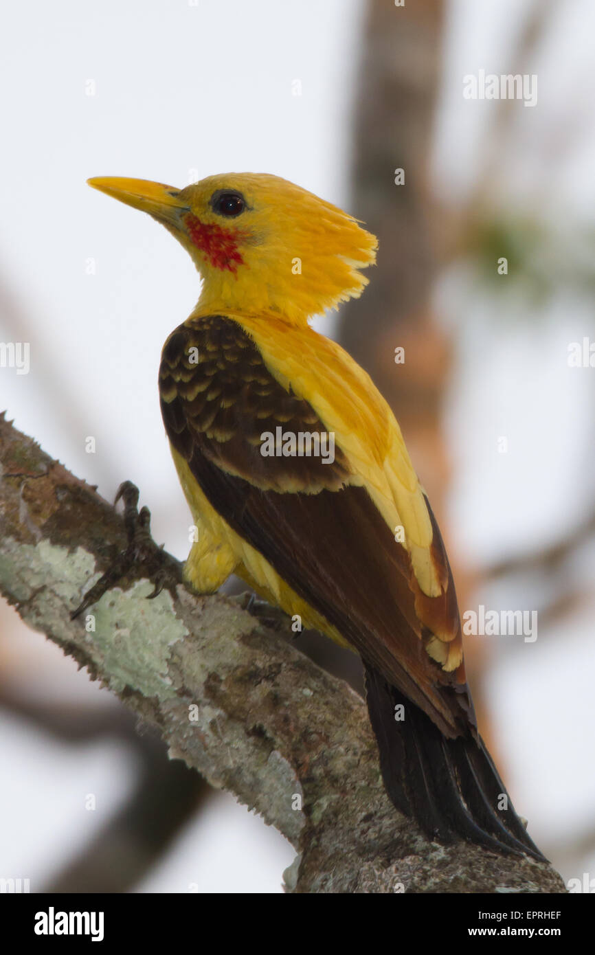 Cream-coloured Woodpecker (Celeus flavus Stock Photo - Alamy
