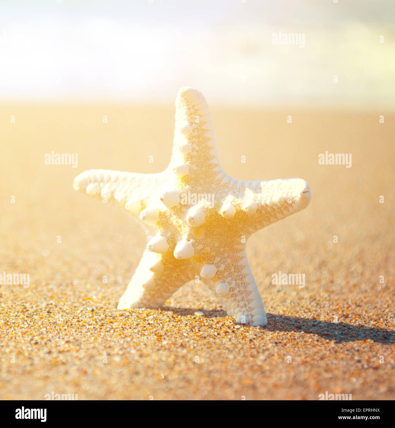 White sea star shell on sand Stock Photo - Alamy