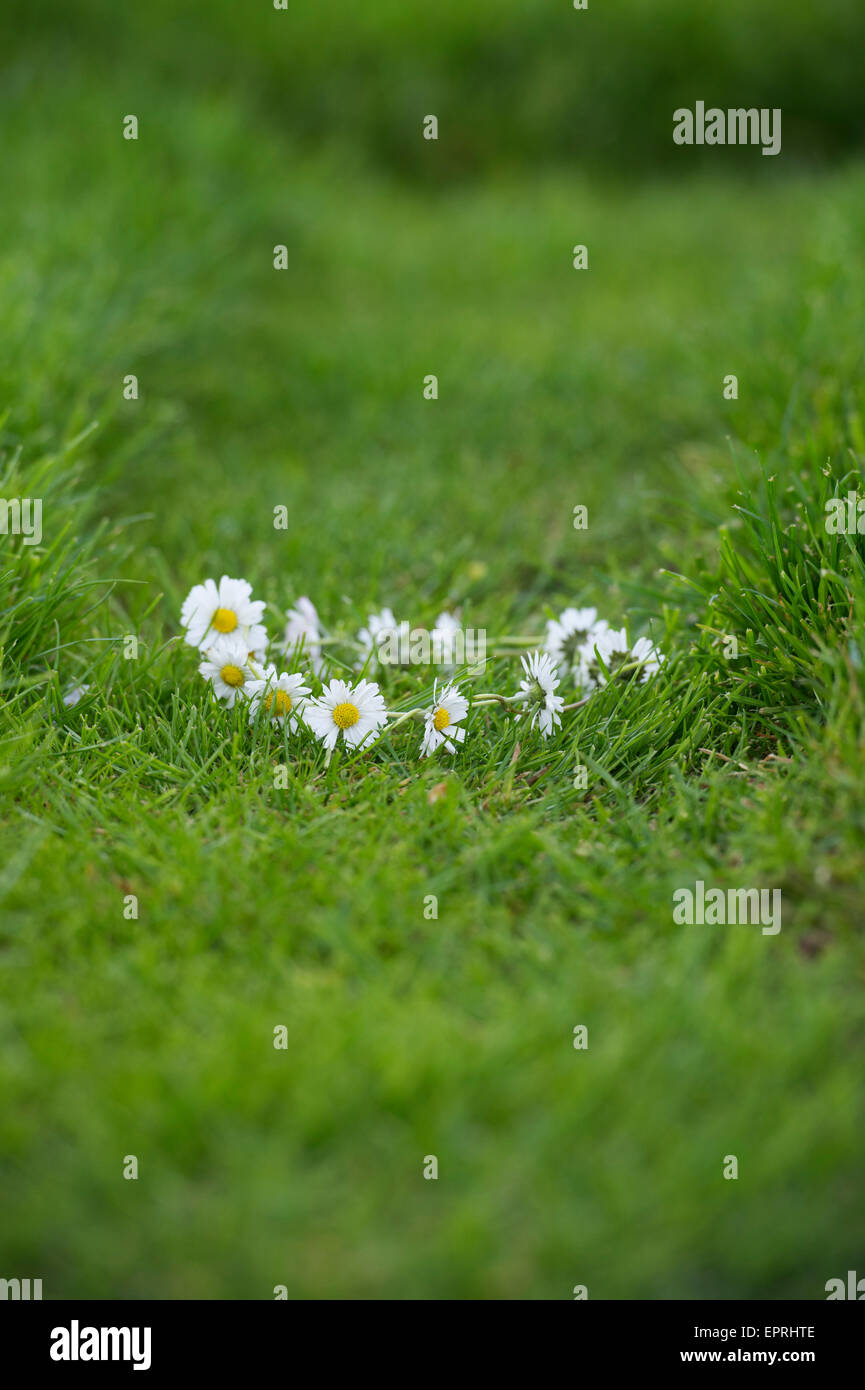 Daisy chain hi-res stock photography and images - Alamy