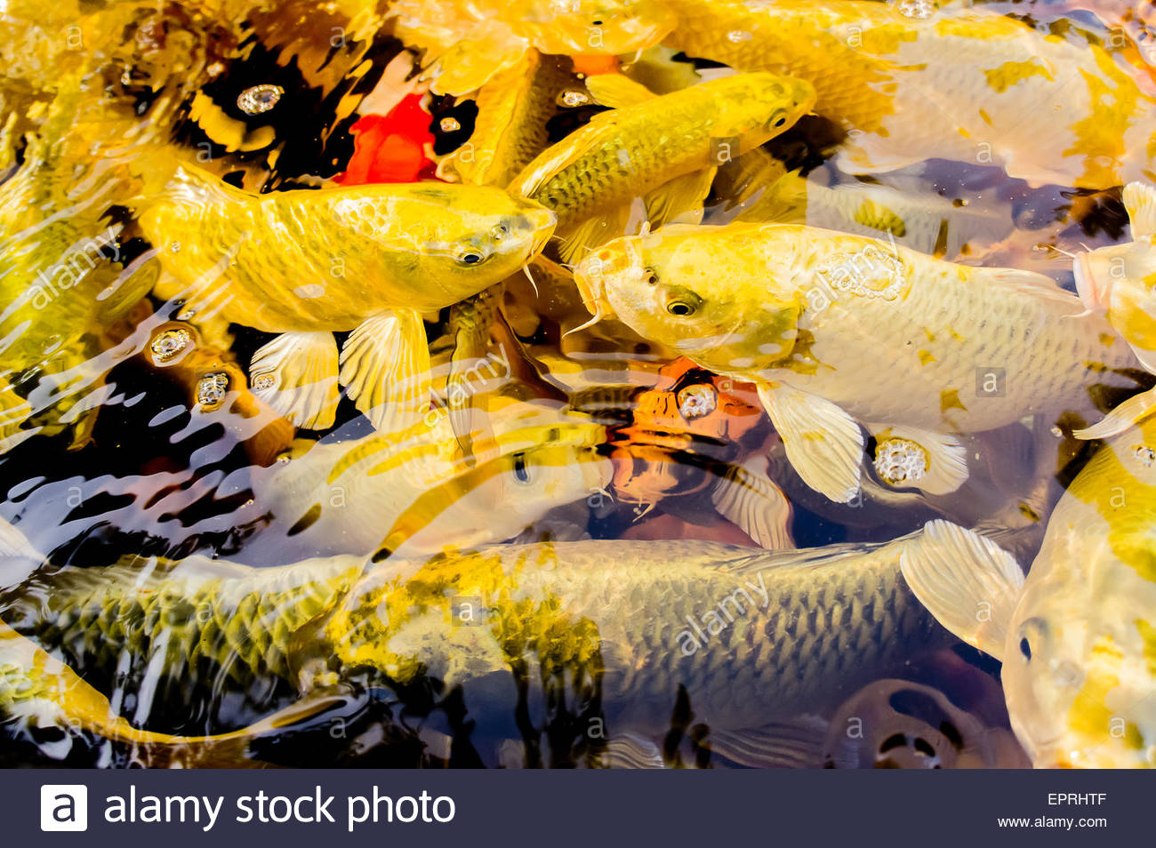 Colorful Life Koi Fish Pond High Resolution Stock Photography and ...