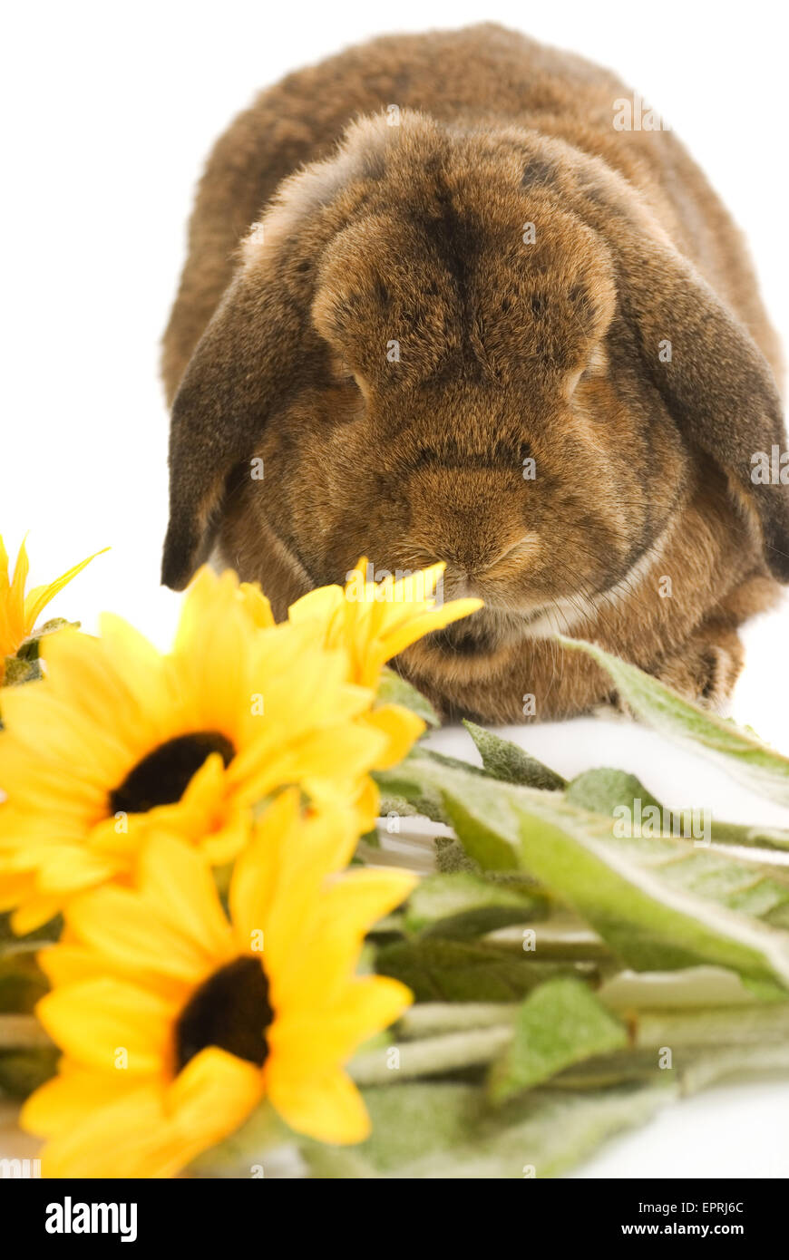 Beautiful rabbit with fresh spring flowers isolated on white background ...