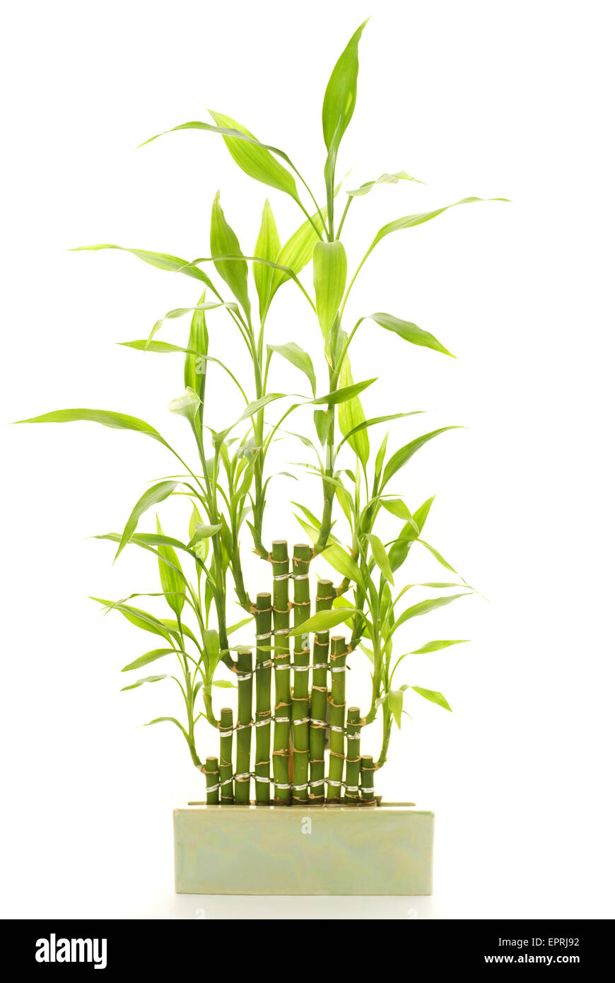 Bamboo isolated on white background Stock Photo - Alamy