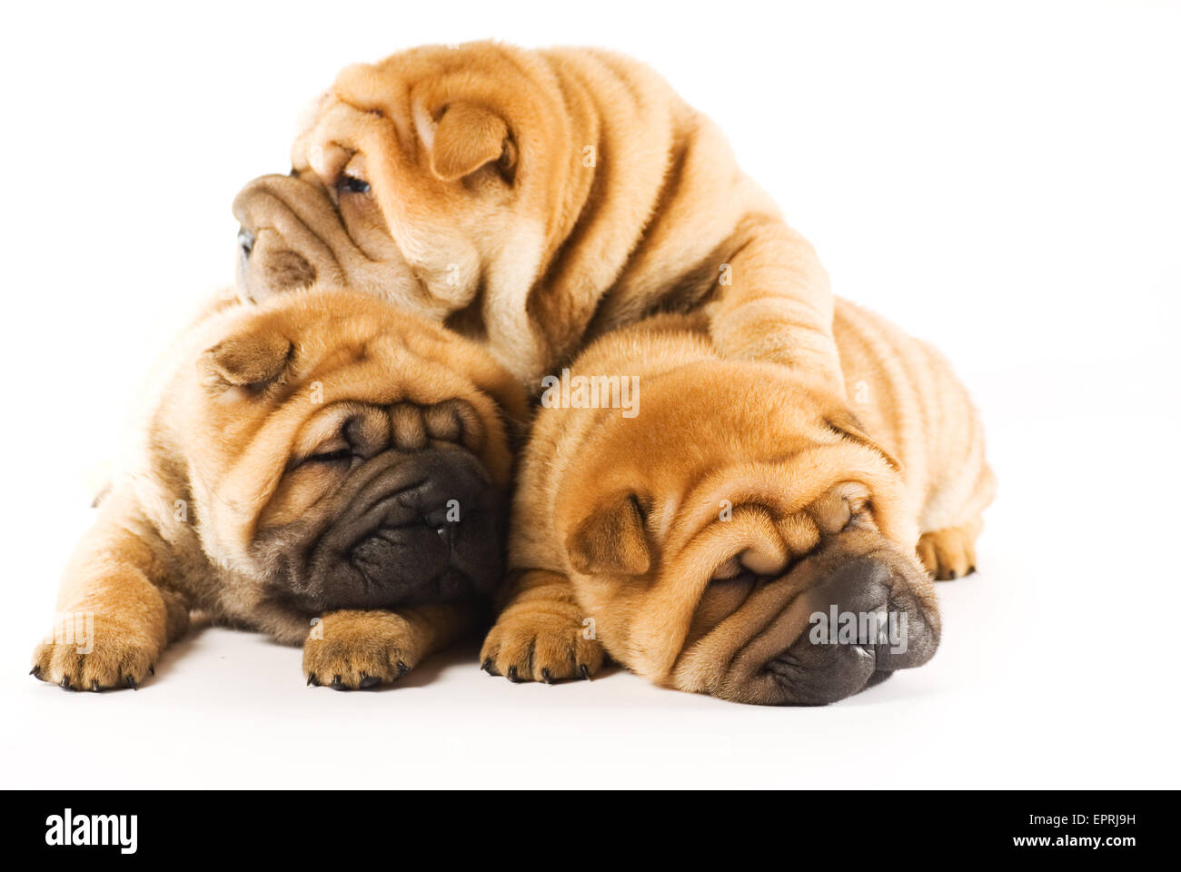 Group of three beautiful sharpie puppies isolated on white background ...