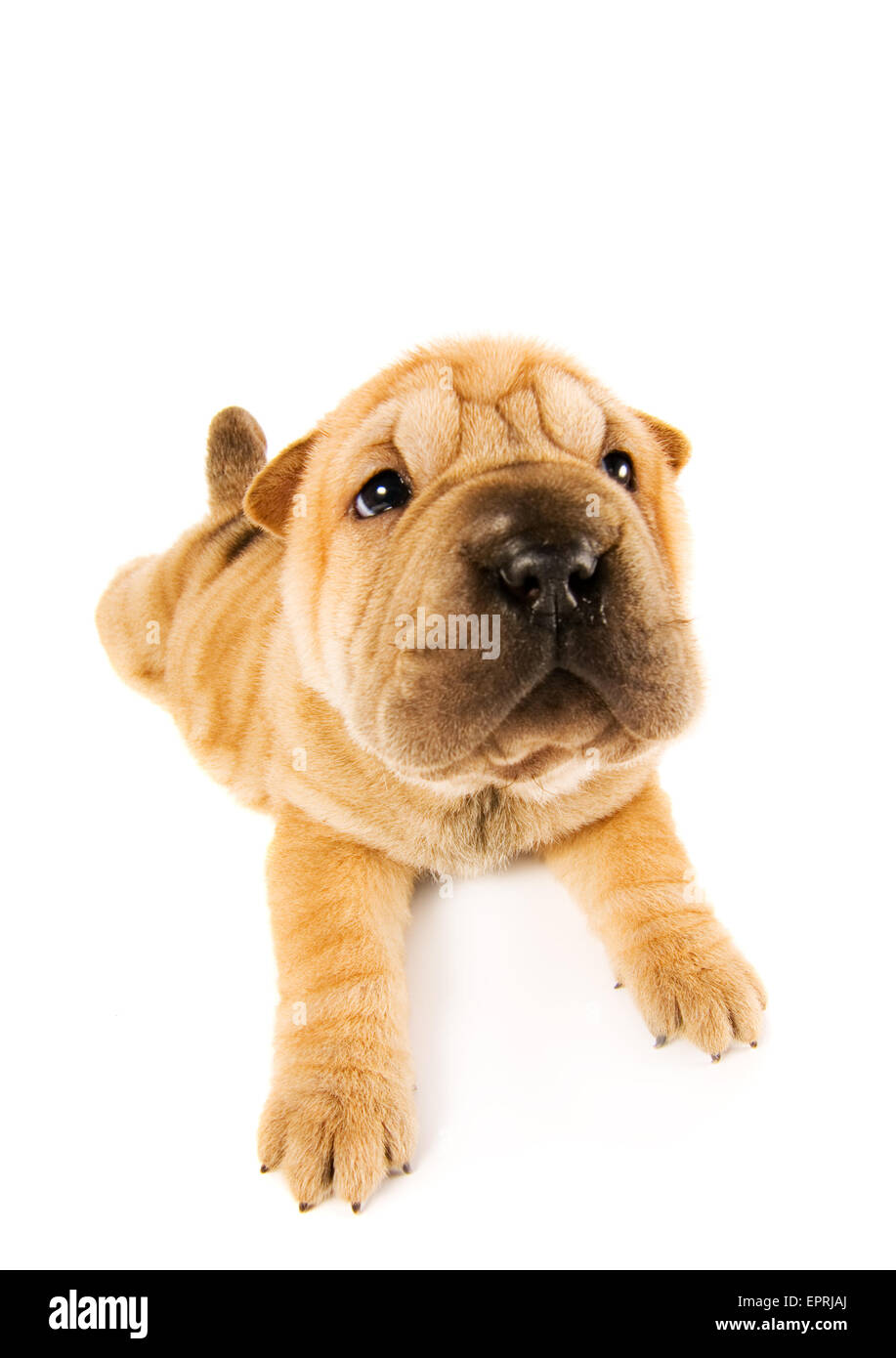 Funny sharpie puppy isolated on white background (studio shot Stock ...