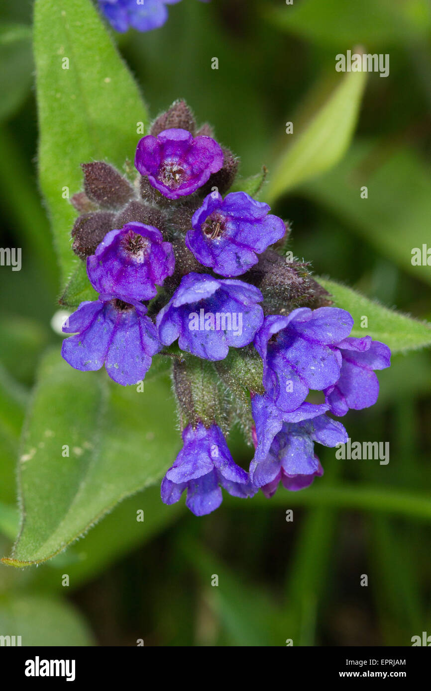 Lungwort hi-res stock photography and images - Alamy