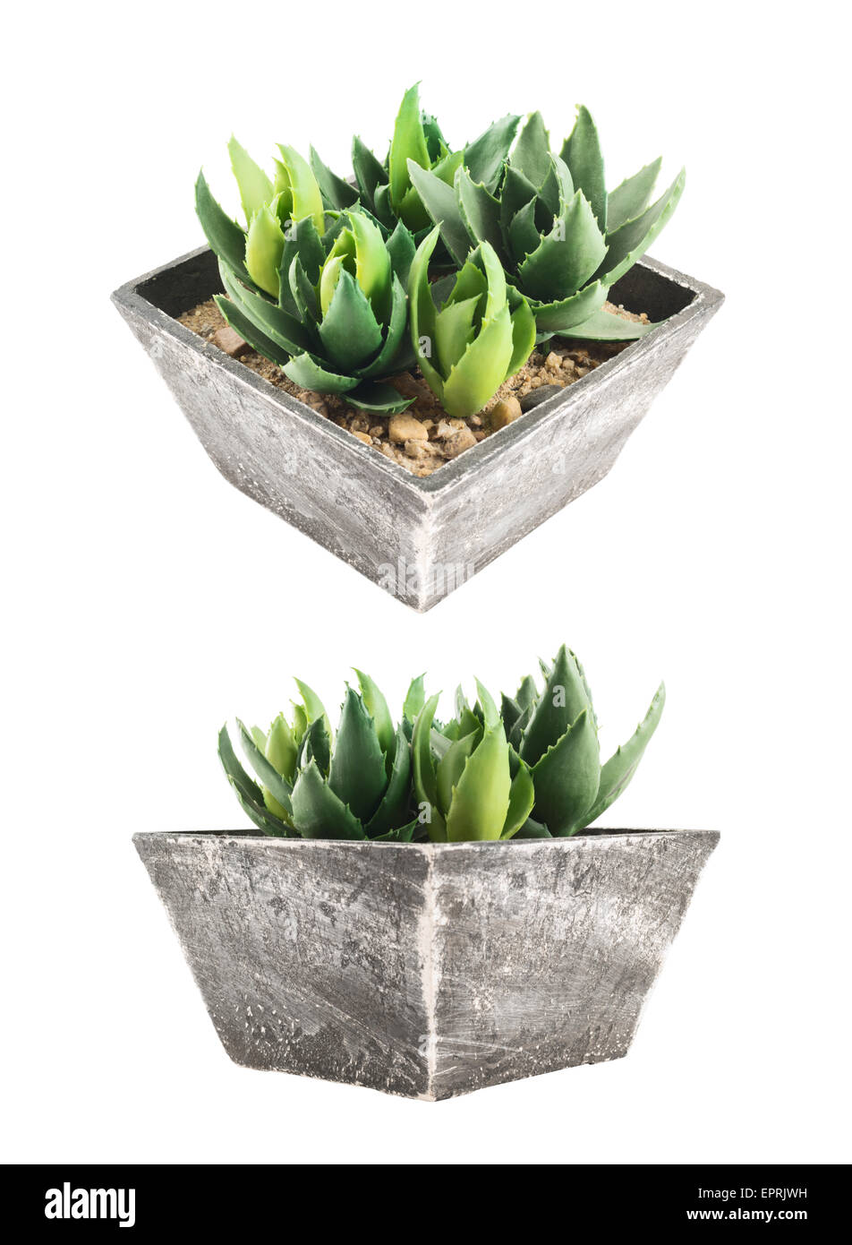 Aloe house plant in a pot, isolated Stock Photo - Alamy