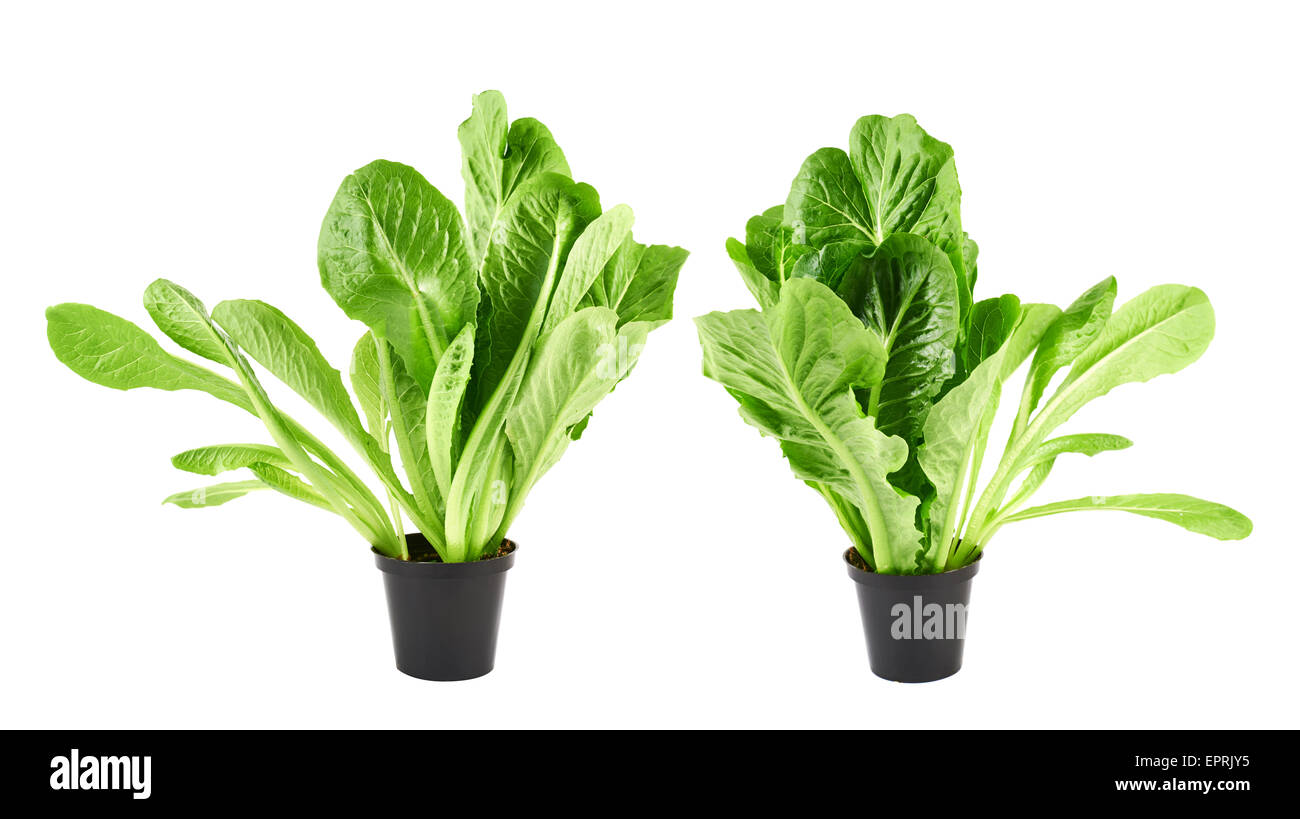 Roman salad lettuce leaves isolated Stock Photo - Alamy