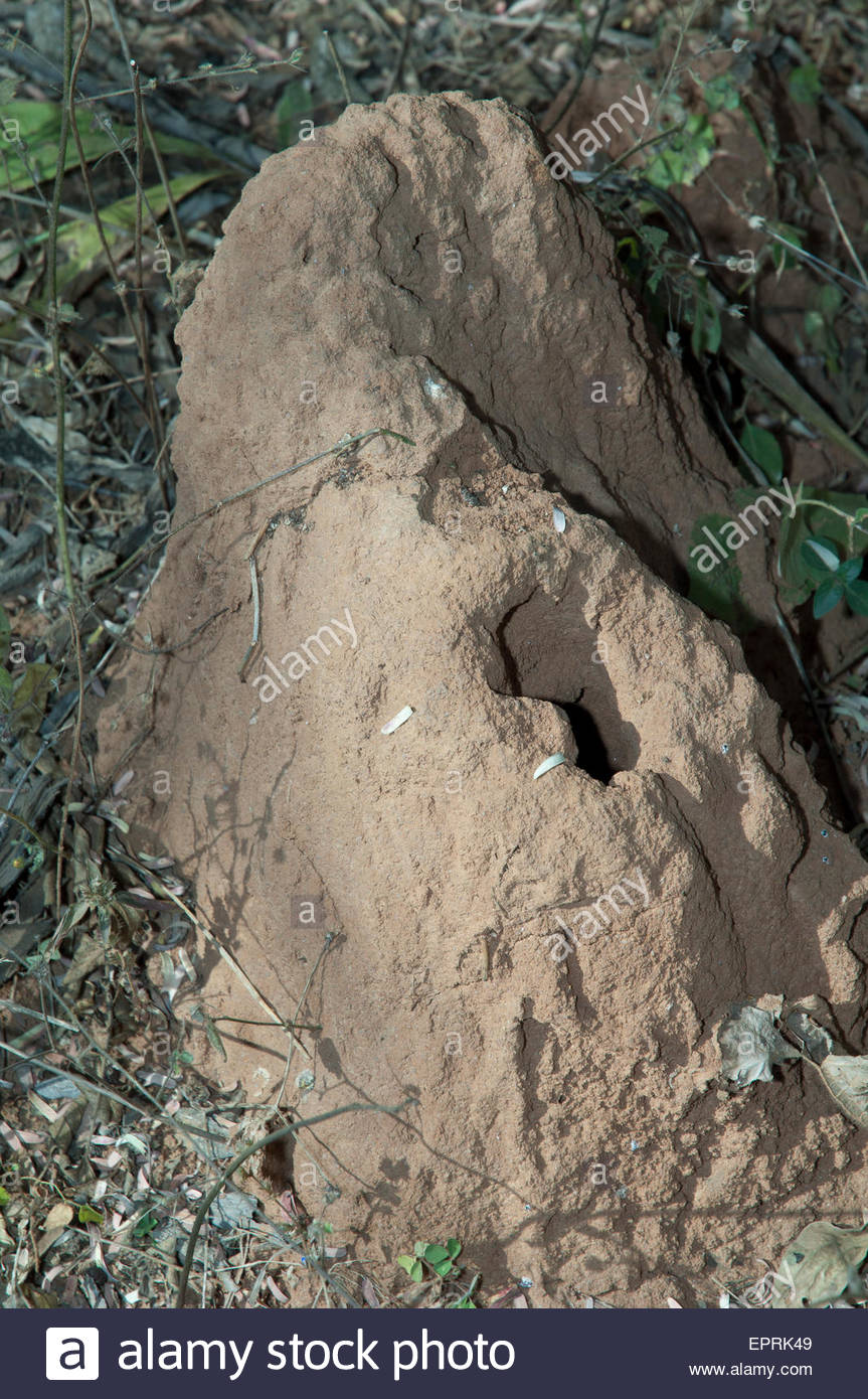Subterranean Termites High Resolution Stock Photography and Images - Alamy
