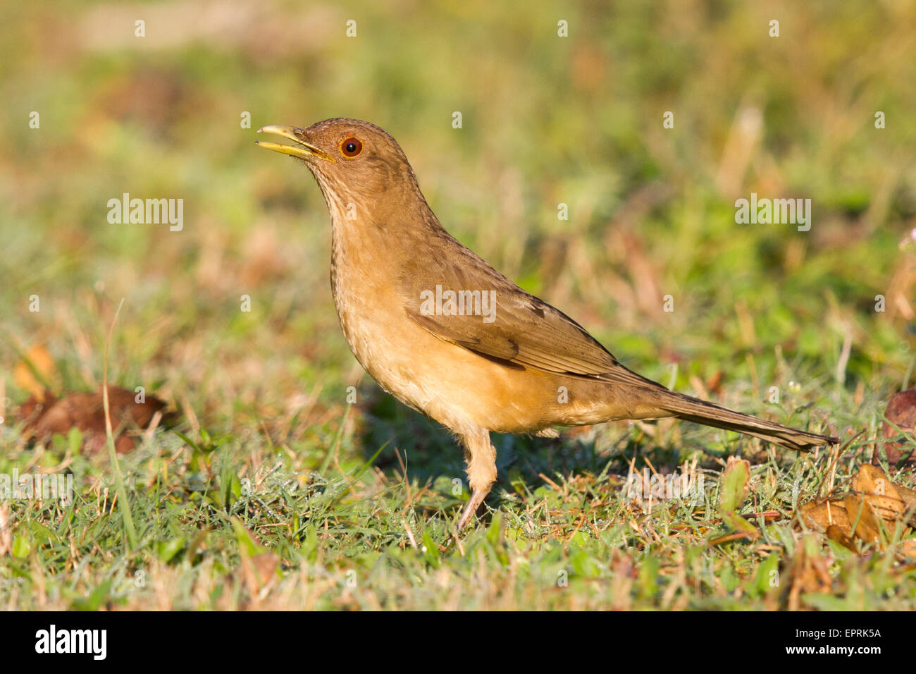 Clay-coloured Robin (Turdus grayi Stock Photo - Alamy
