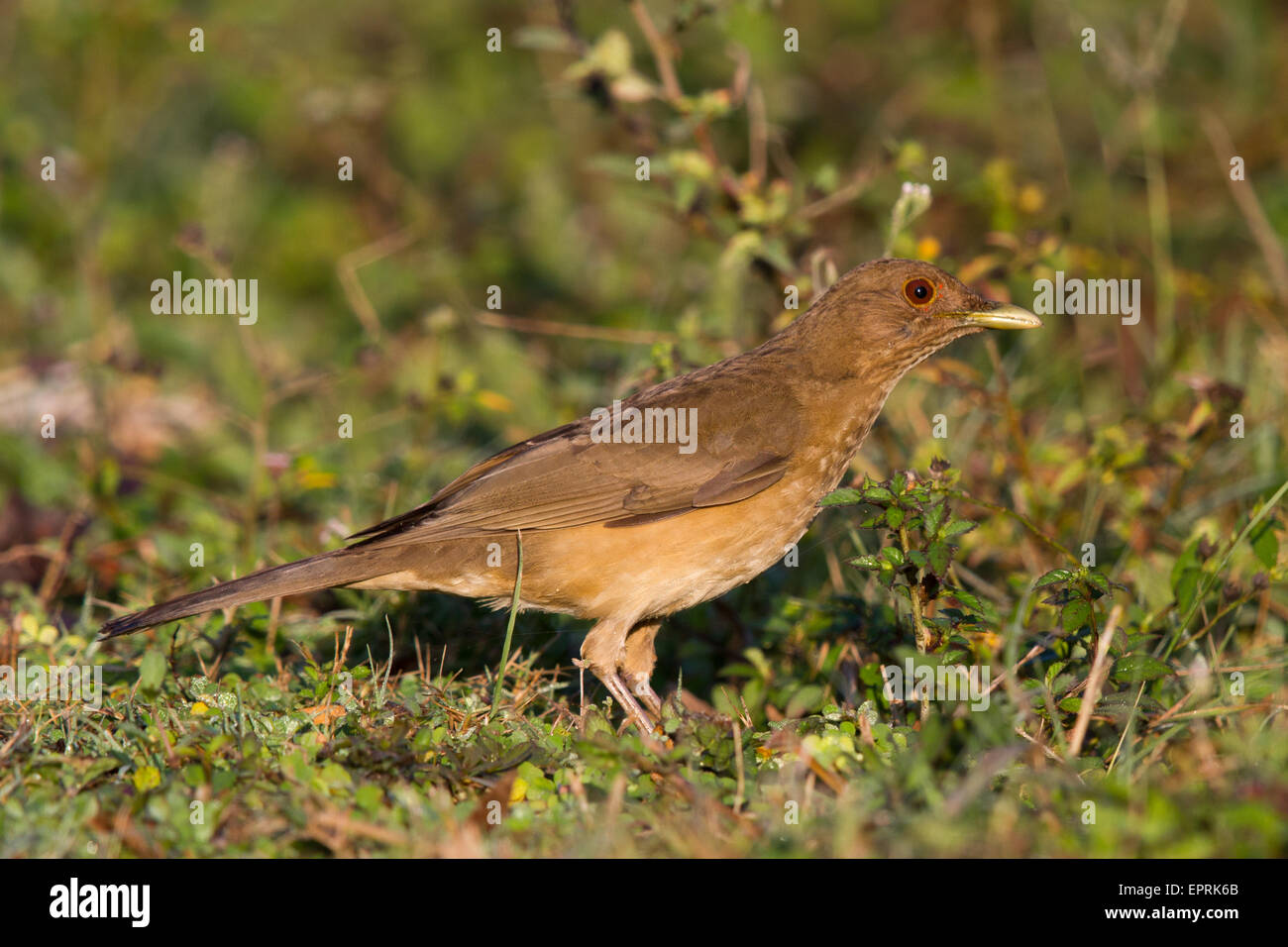 Clay-coloured Robin (Turdus grayi Stock Photo - Alamy