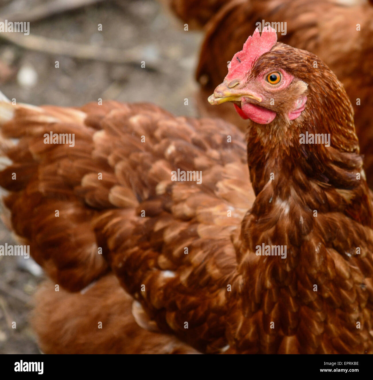 Brown egg layer hi-res stock photography and images - Alamy