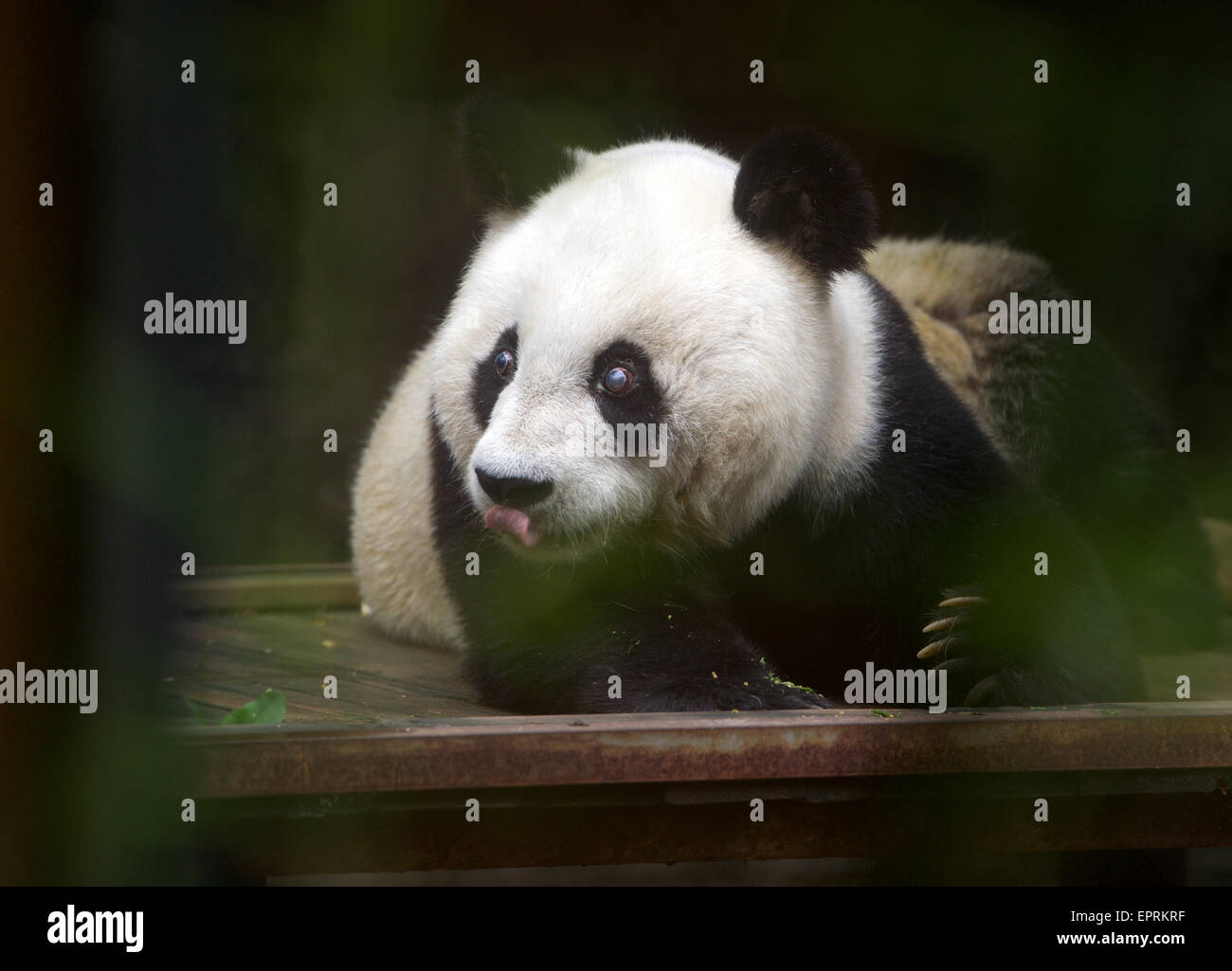 Fuzhou, China's Fujian Province. 21st May, 2015. The 35-year-old giant ...