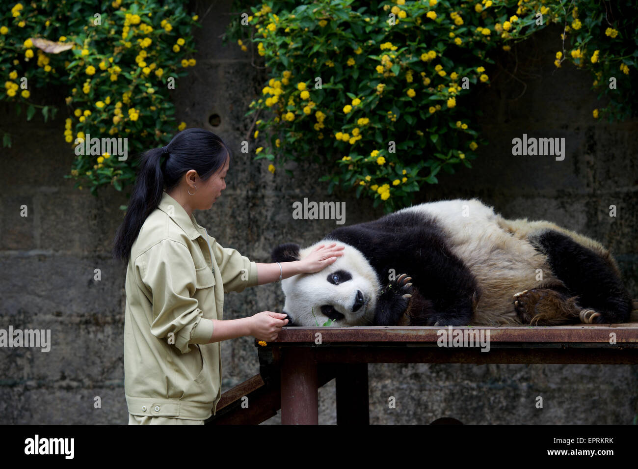 Fuzhou, China's Fujian Province. 21st May, 2015. Breeder Shi Feining ...