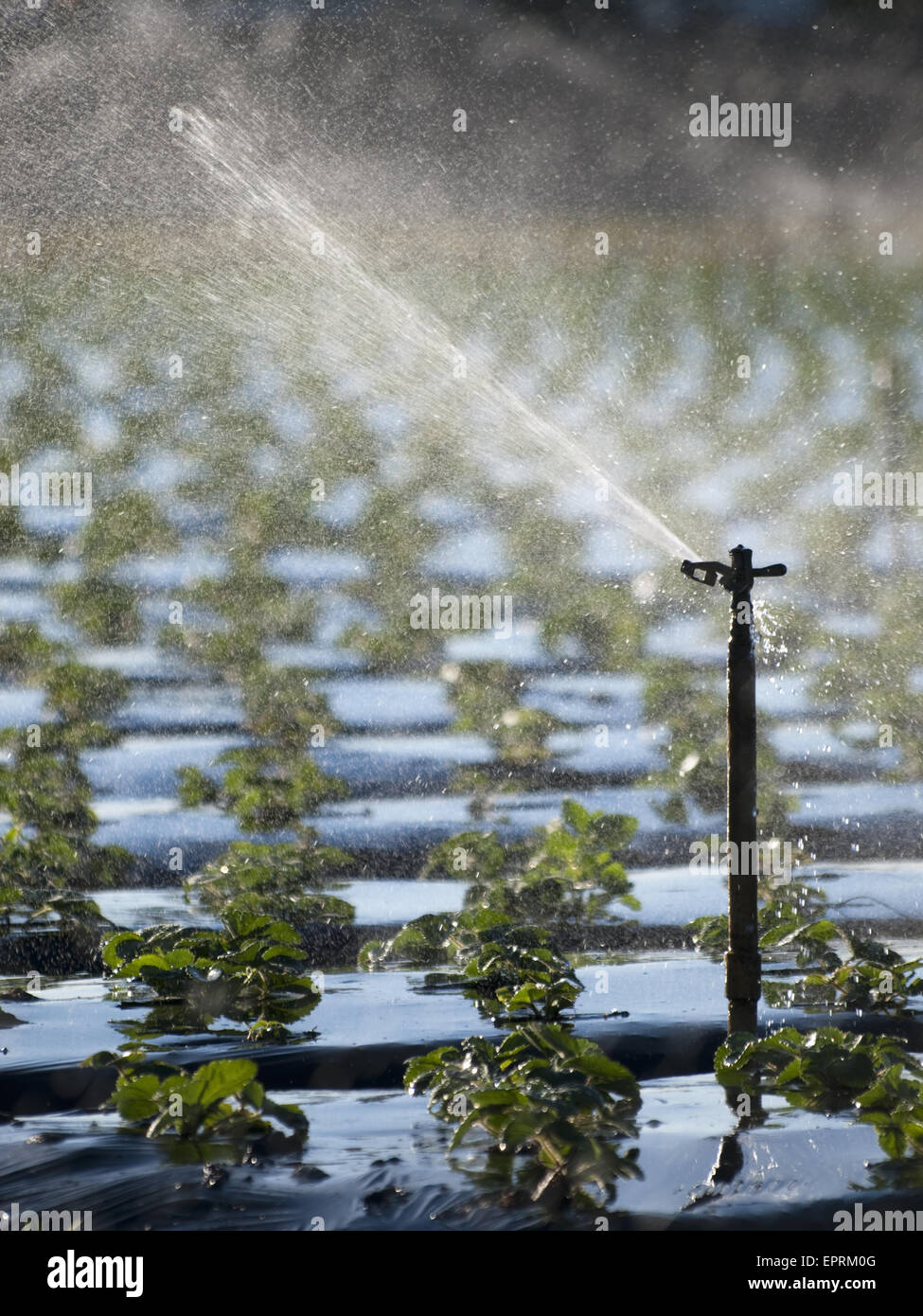 Irrigated agriculture hi-res stock photography and images - Alamy