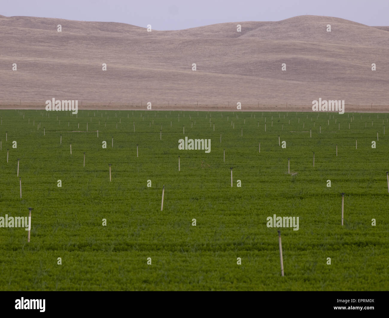 Irrigated farmland in otherwise arid area near Kettleman City ...