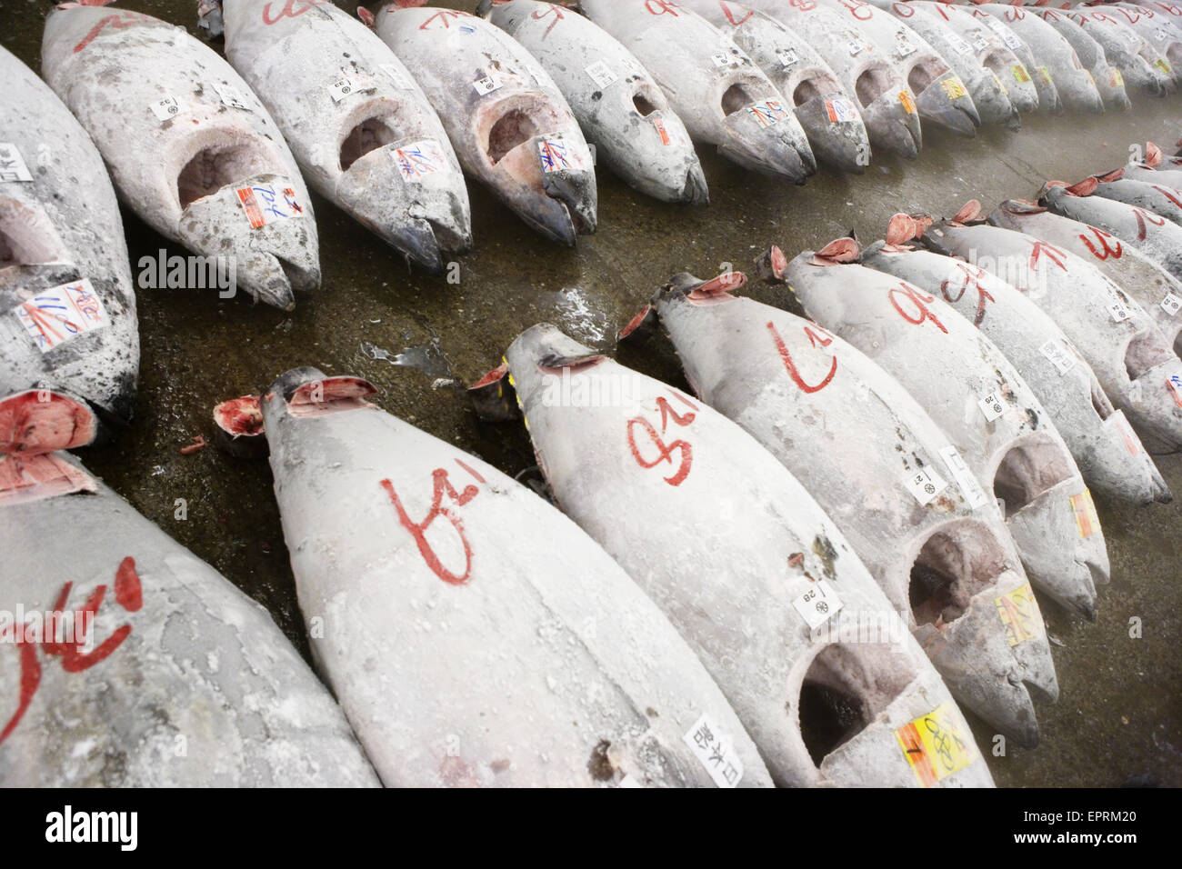 Tsukiji Fish Market, rows of fresh frozen tuna, Tokyo, Japan Stock ...