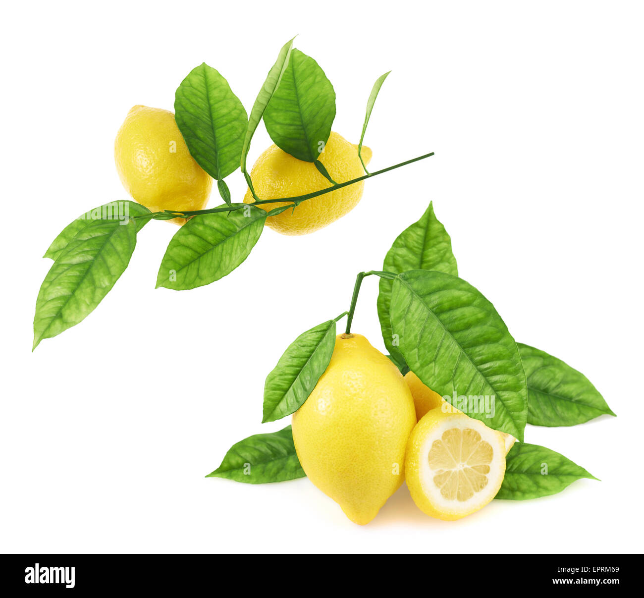 Lemon leaves composition set Cut Out Stock Images & Pictures - Alamy