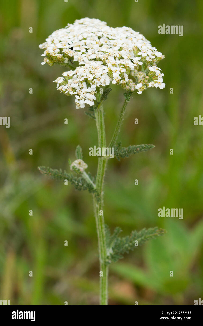Achillea setacea flower Stock Photo - Alamy