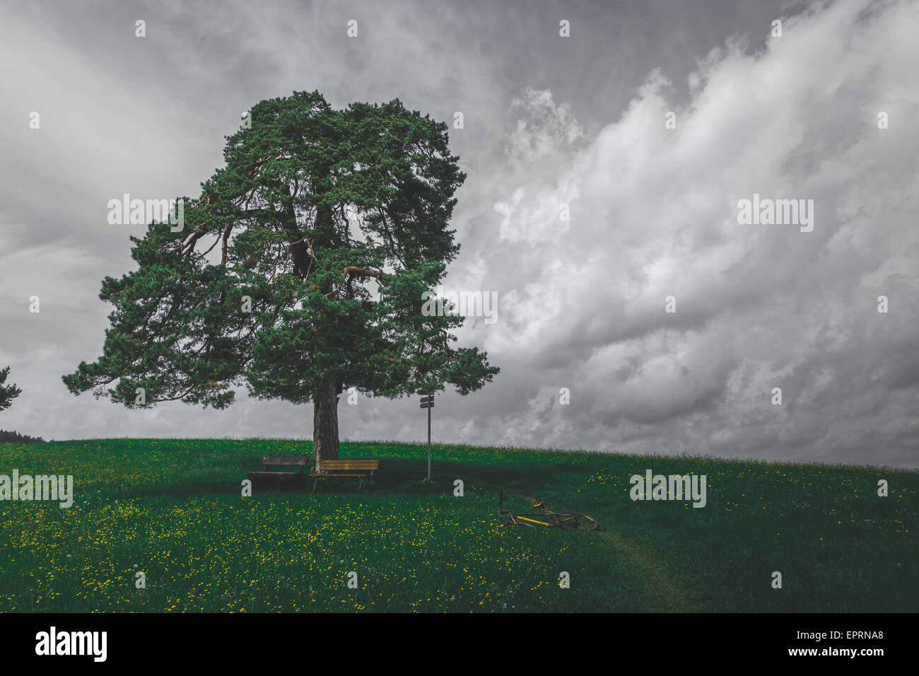 Lonely tree on a green landscape Stock Photo - Alamy