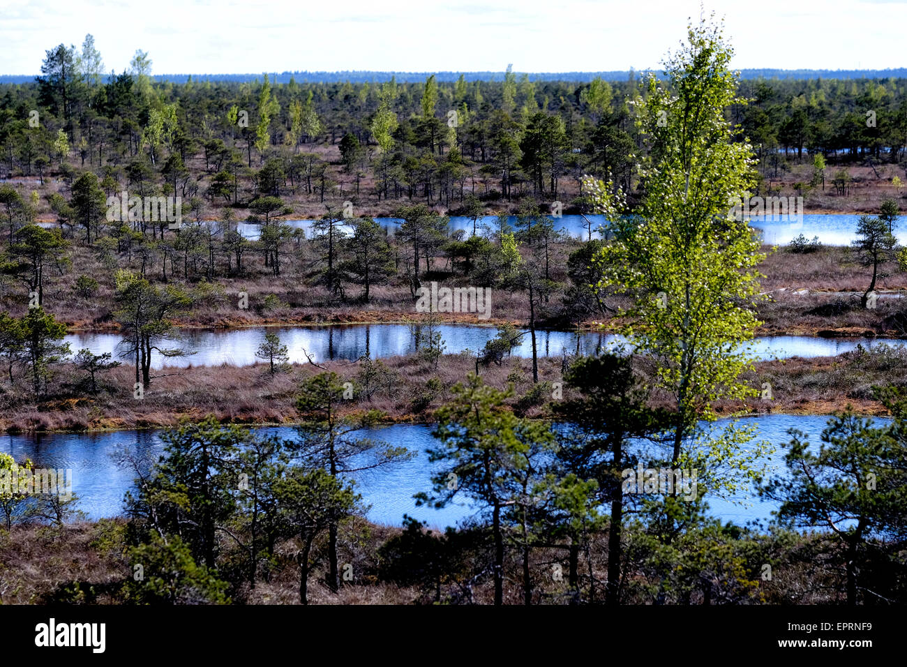 A raised bog located in Kemeri National Park, formed approximately ...