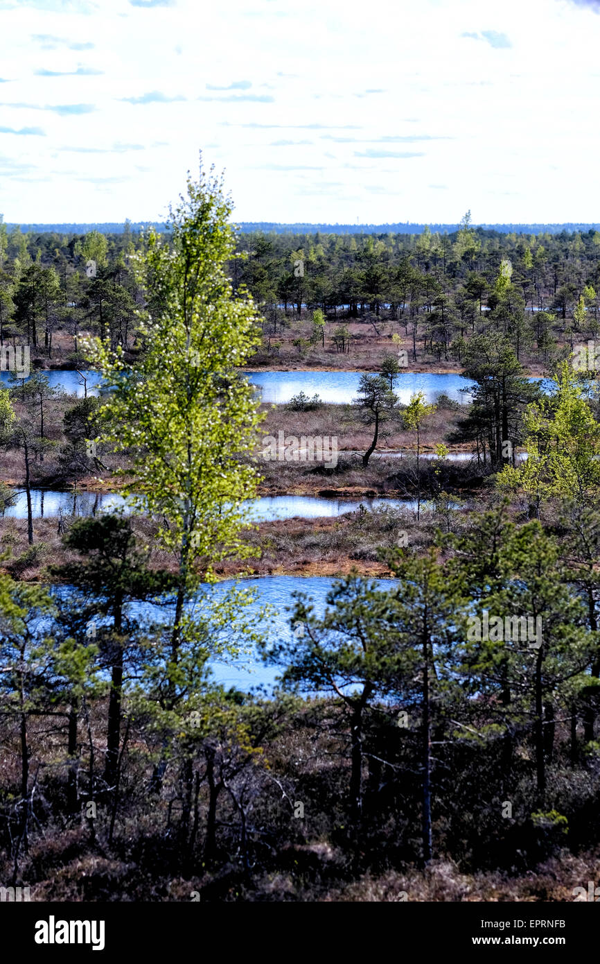 Scenic view of wetlands in the Great Kemeri Bog at the Kemeri wildlife ...