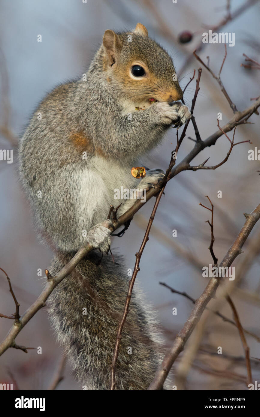 Squirrel feeding winter hi-res stock photography and images - Alamy