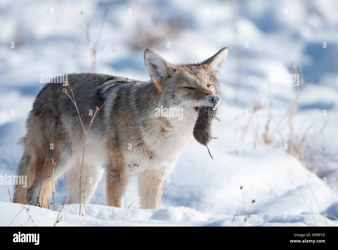 Coyote eating hi-res stock photography and images - Alamy
