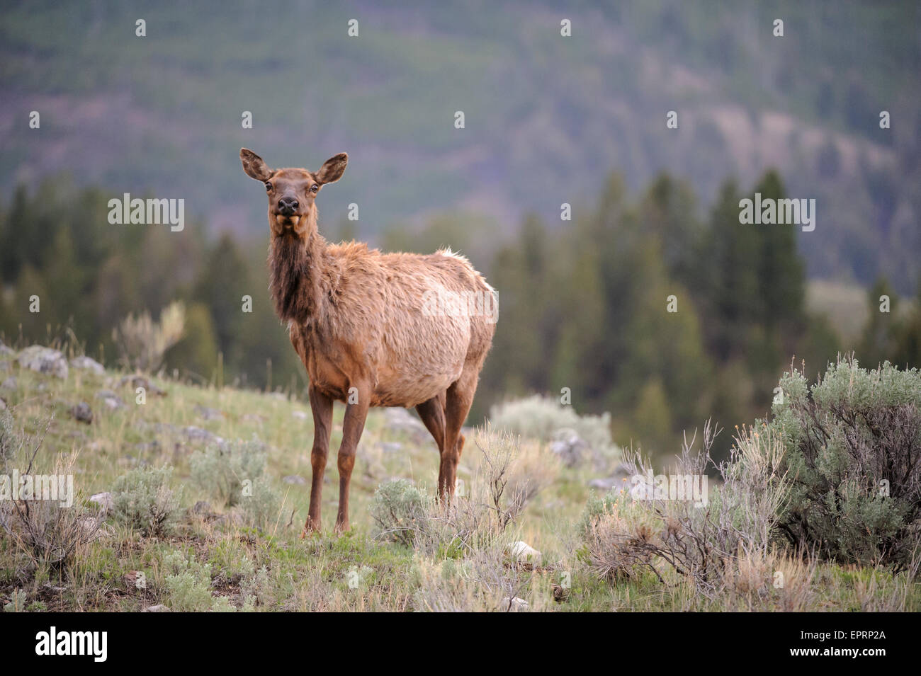 Cow elk hi-res stock photography and images - Alamy