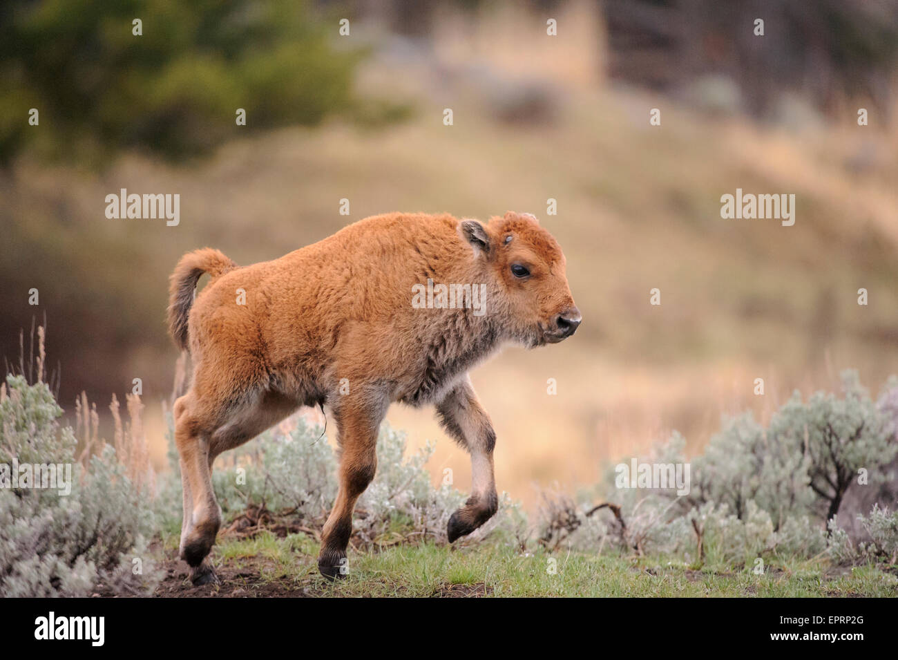 A bison calf (Bison bison) half hops half runs after its mother ...