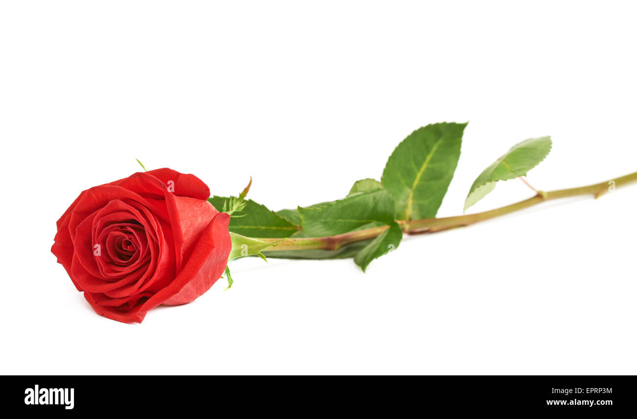 Single rose over the white surface Stock Photo - Alamy
