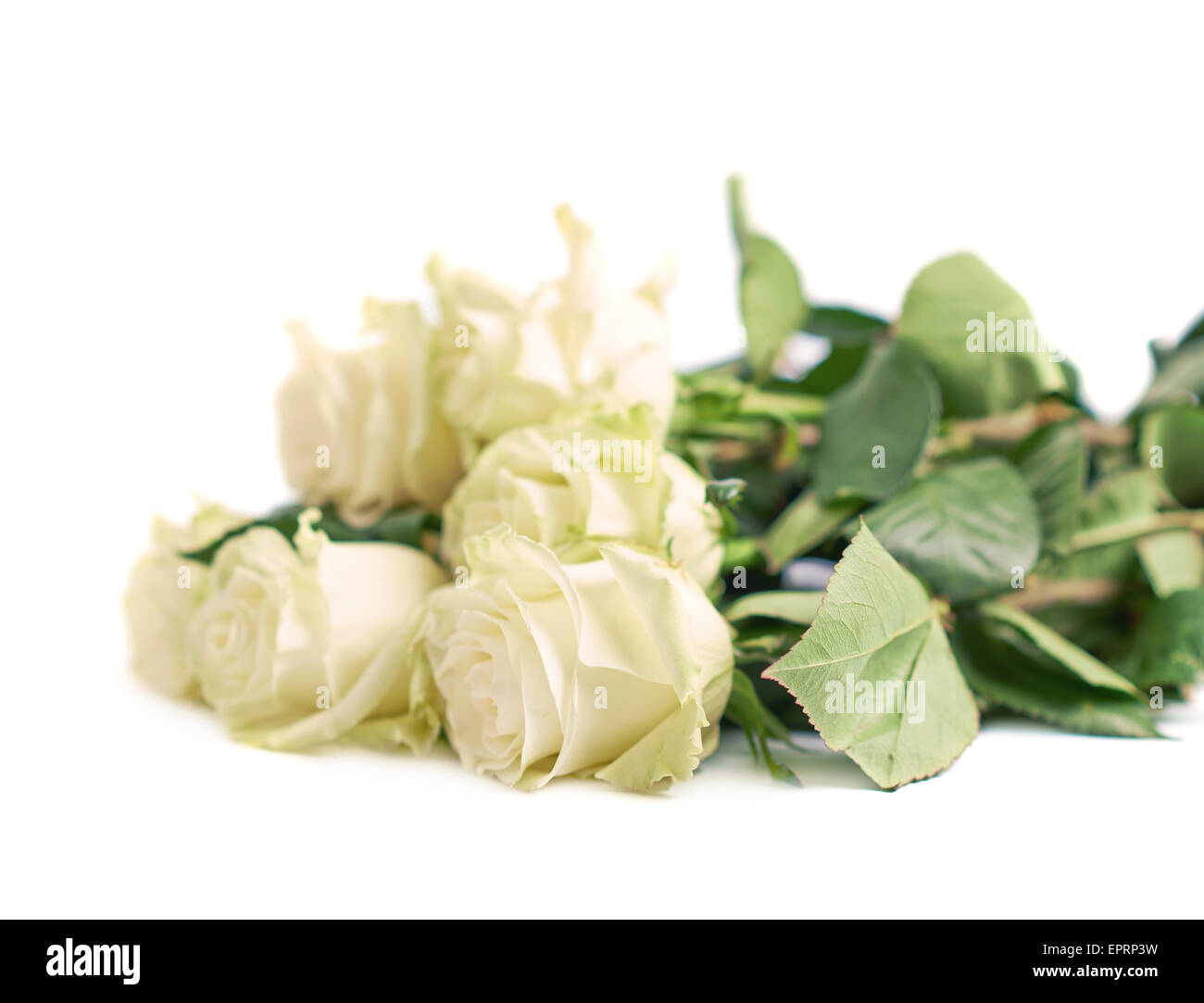 Pile of white roses isolated Stock Photo - Alamy