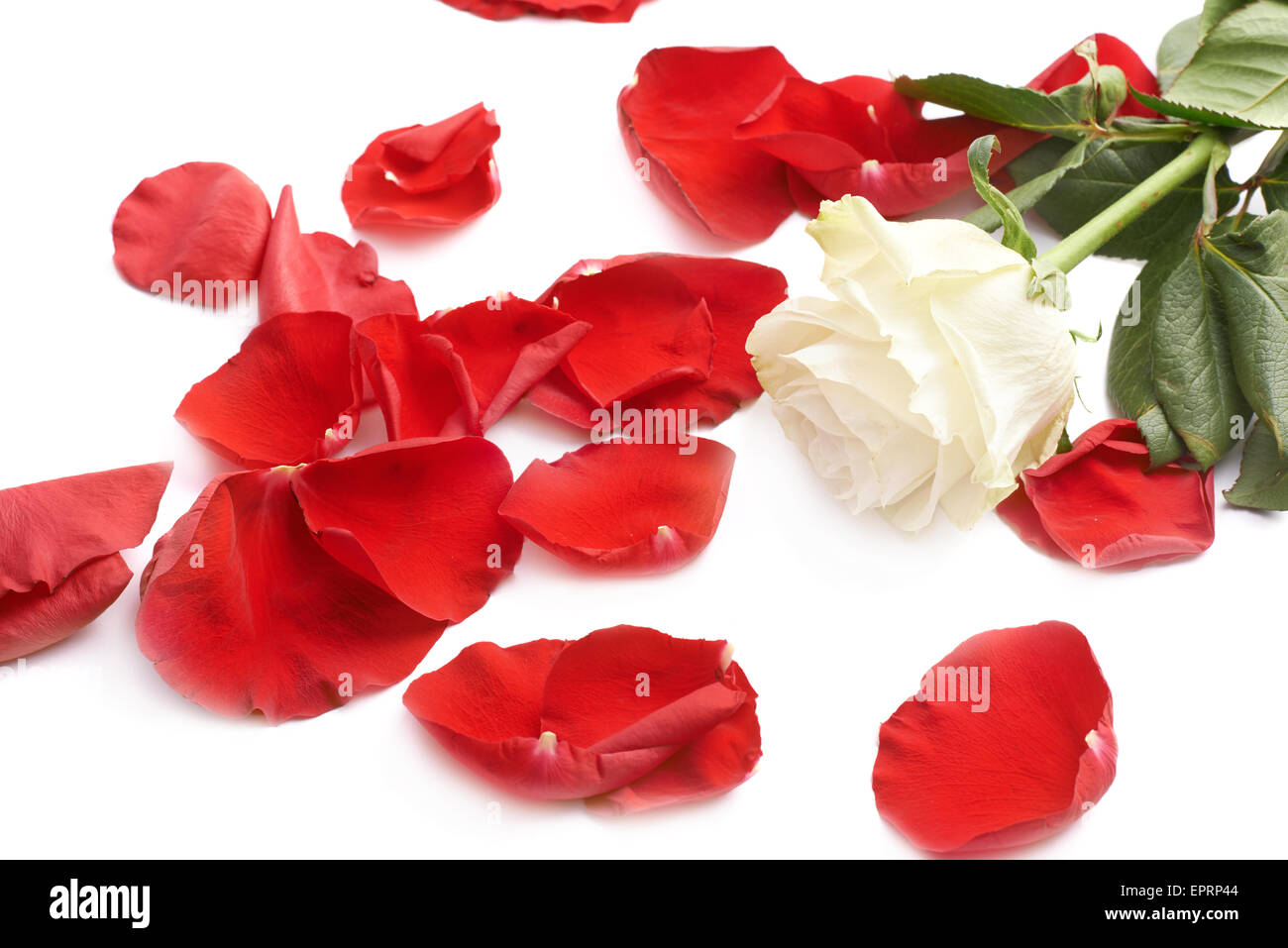 White rose composition Stock Photo - Alamy